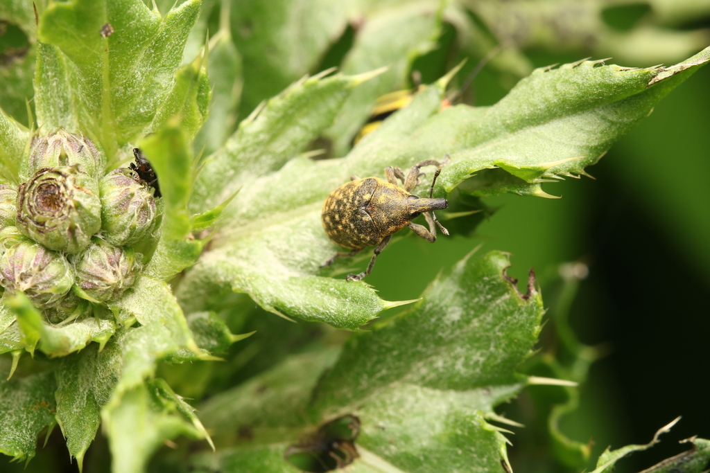 Turbine Cylindrical Weevil from Hickory Ridge, Columbia, MD 21044, USA ...