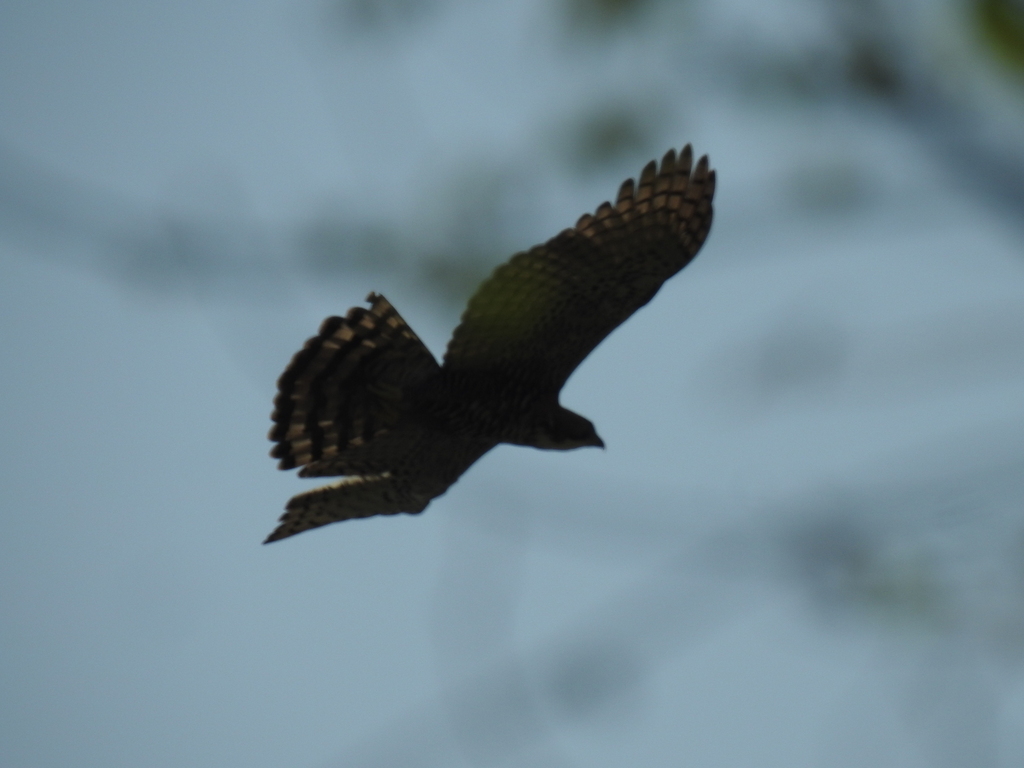 Ornate Hawk-Eagle in May 2024 by Maria Elena Martinez-Tapia · iNaturalist