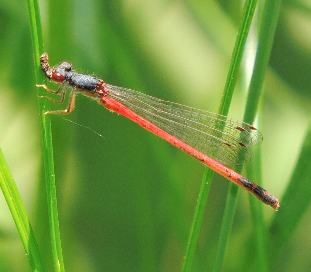Eastern Red Damsel (Dragonflies and Damselflies of Alabama) · iNaturalist