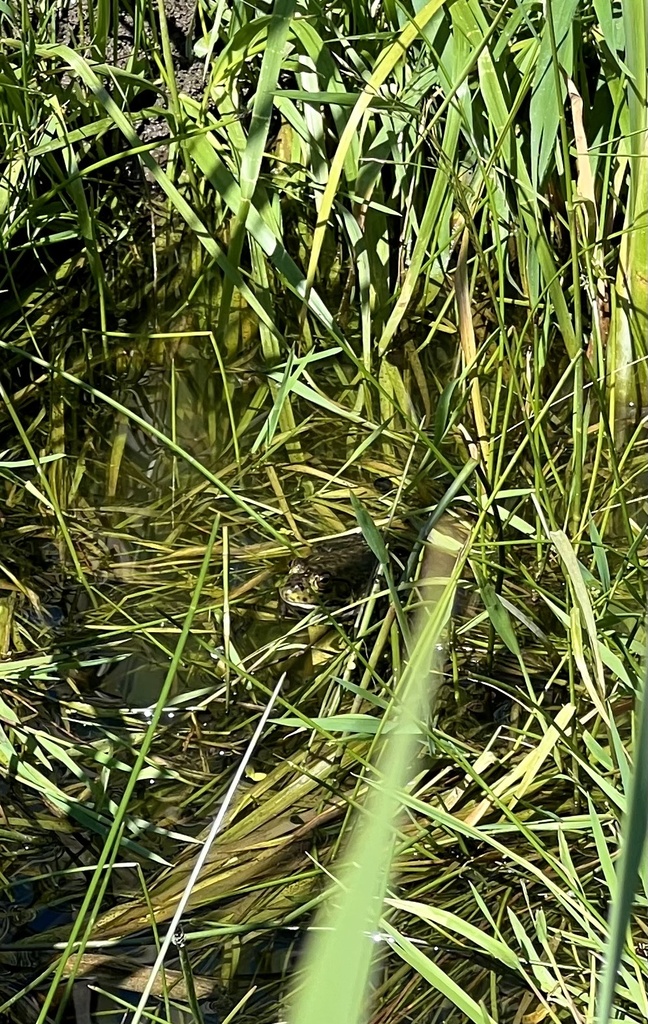 American Bullfrog from Union Bay Natural Area, Seattle, WA, US on May ...