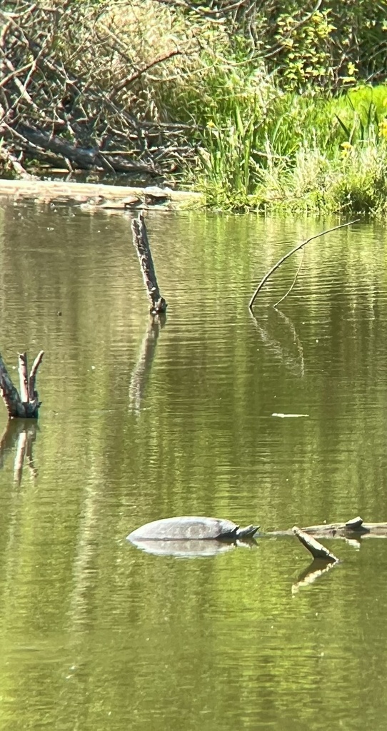 Spiny Softshell from Union Bay Natural Area, Seattle, WA, US on May 20 ...