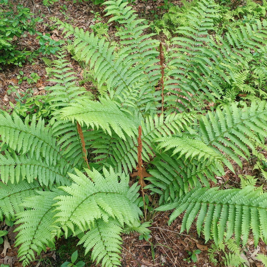 cinnamon fern from Queen Anne's County, MD, USA on May 20, 2024 at 10:15 AM by Wayne Longbottom ...