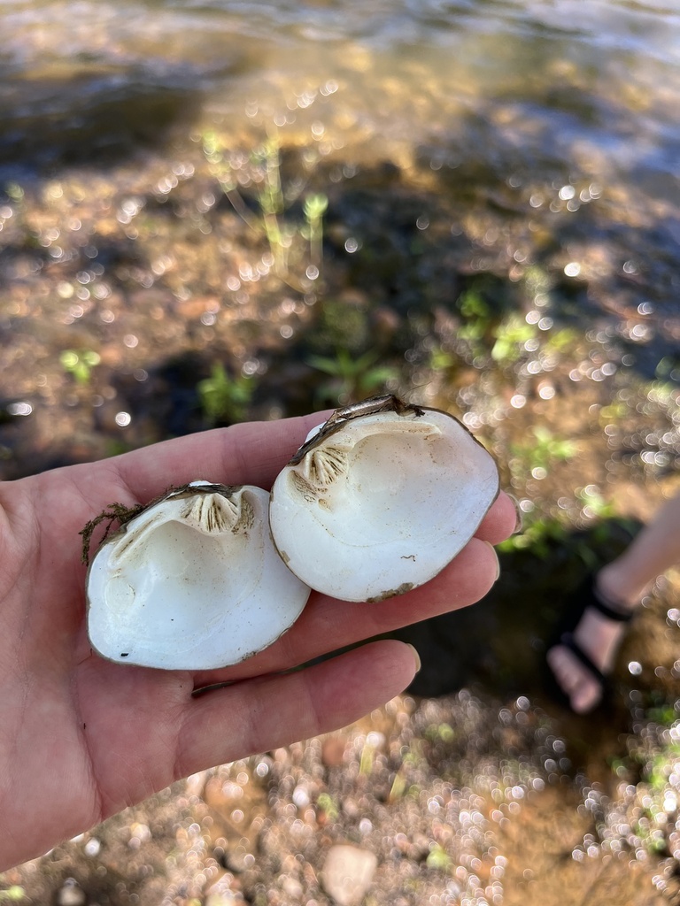 Three-horn Wartyback from Fourteen Mile Island, Oakmont, PA, US on May ...