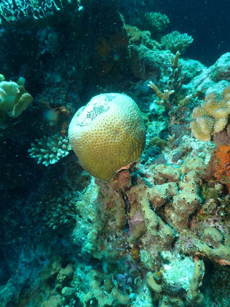 Astrea curta from Rewa, FJ-CE, FJ on May 20, 2024 at 03:51 PM by ...