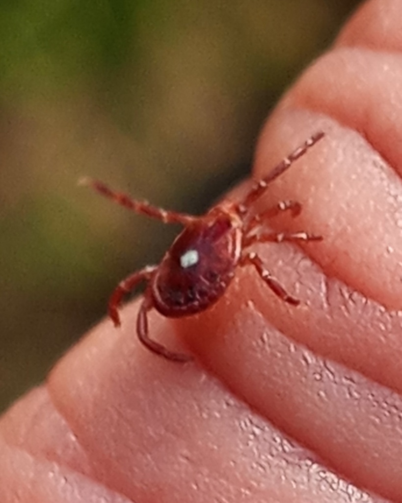 Lone Star Tick from Queen Anne's County, MD, USA on May 20, 2024 at 05: ...