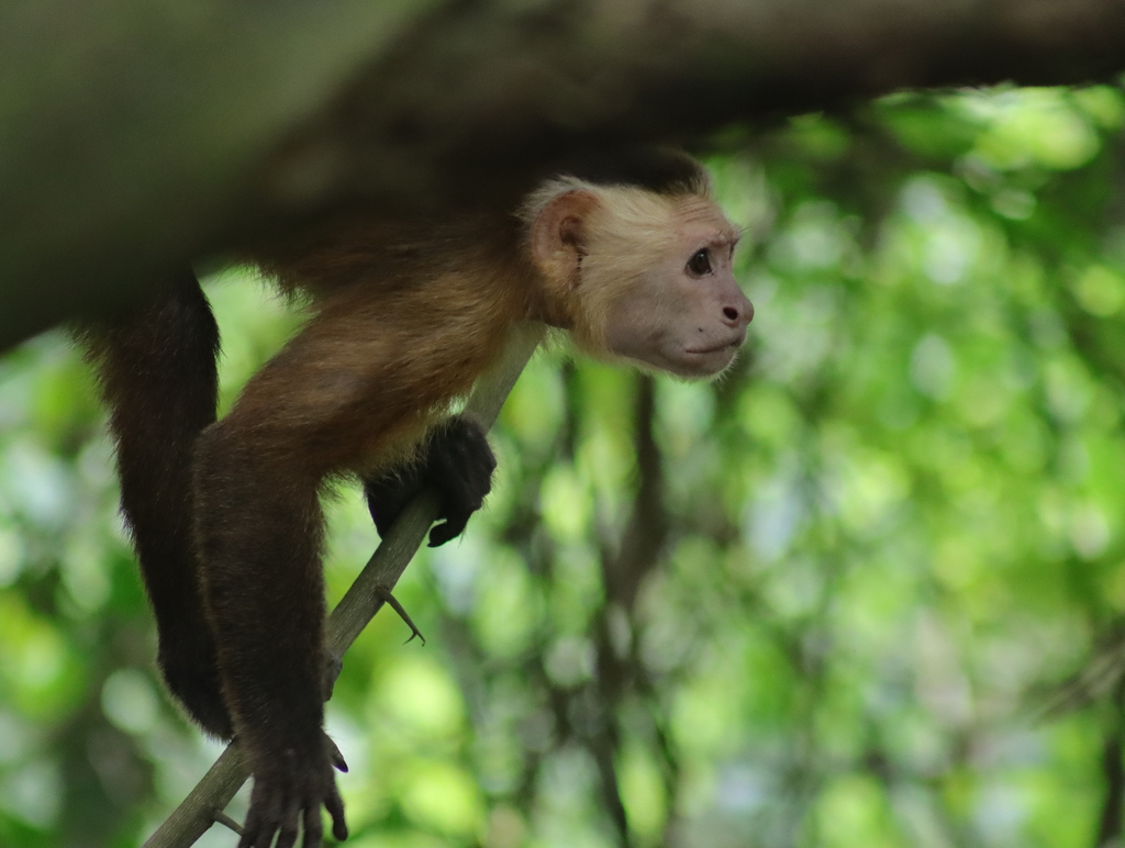 Santa Marta White-fronted Capuchin in May 2024 by Edmundo Cataño B ...