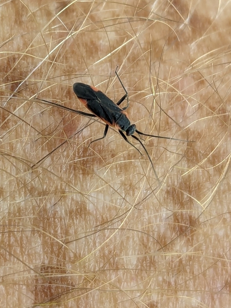 Plant Bugs from Valley Mills, TX 76689, USA on May 20, 2024 at 02:57 PM ...