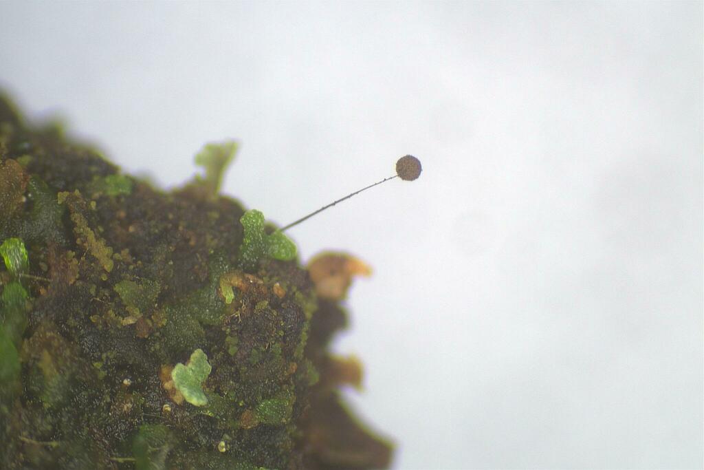 Paradiacheopsis longipes from Port Albert VIC 3971, Australia on May 13 ...