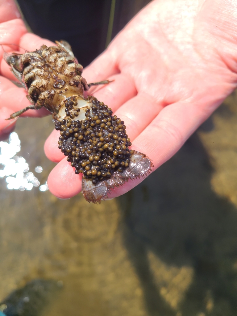 Calico Crayfish from Muskoka District Municipality, ON, Canada on May ...