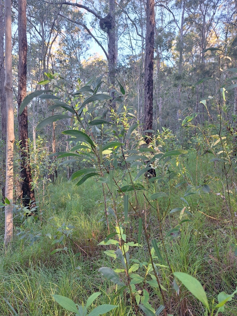 sickle wattle from Numinbah Valley QLD 4211, Australia on May 20, 2024 ...