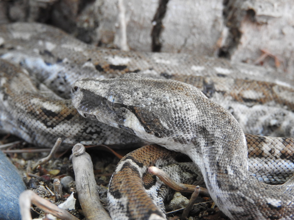Mexican West Coast Boa Constrictor from Puerto Balleto, Nay., México on ...