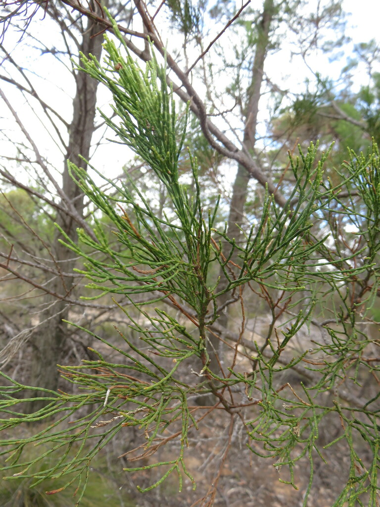 Slender Cypress-pine from Little Desert VIC 3418, Australia on May 20 ...