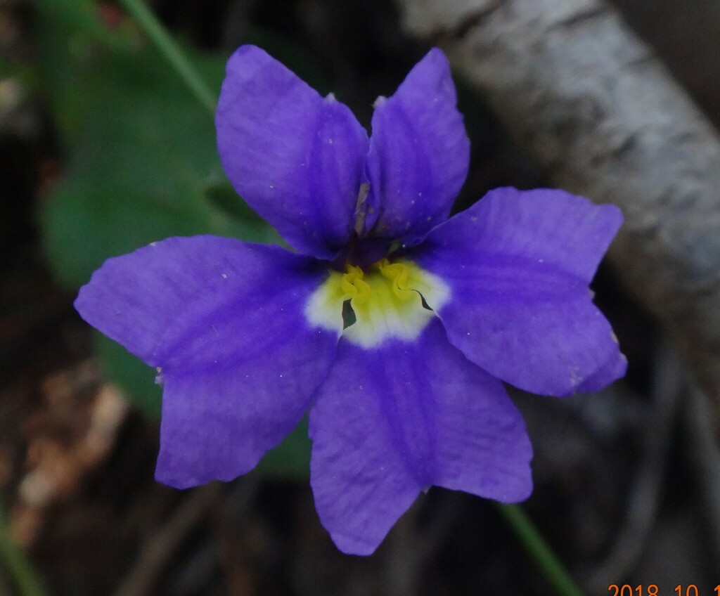 Common Dampiera from Brookhampton WA 6239, Australia on October 16 ...