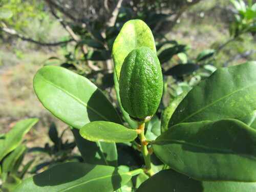 Citrus neocaledonica · iNaturalist Mexico