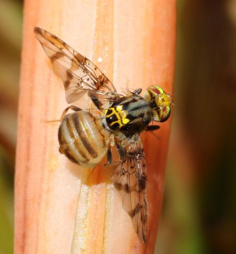 Natal Fruit Fly (Ceratitis rosa)