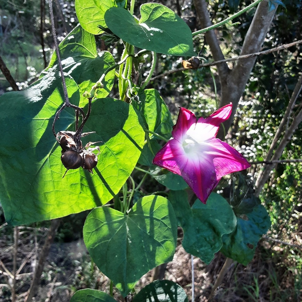common morning-glory from Nowra - Bomaderry NSW, Australia on May 19 ...