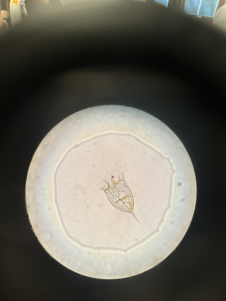 Keratella cochlearis from Armonk, NY, US on May 20, 2024 at 03:19 PM by ...