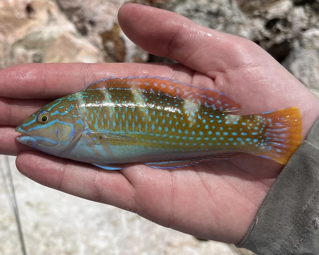 Puddingwife Wrasse (Halichoeres radiatus) - Marine Life Identification