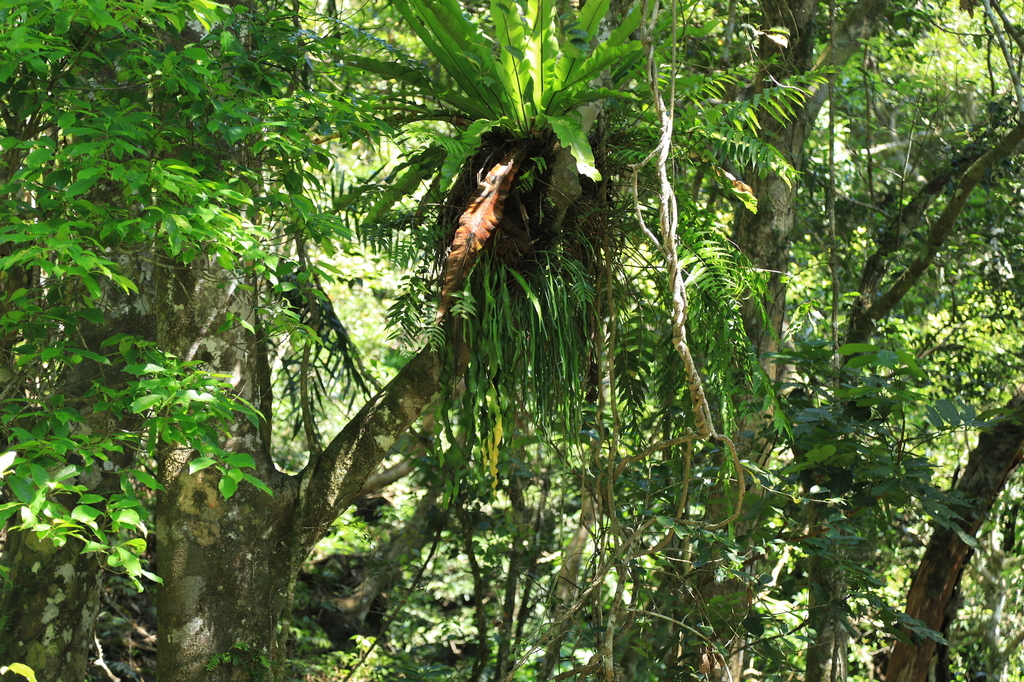 ribbon fern from 966台灣台東縣達仁鄉新化村 on May 18, 2024 at 09:38 AM by ...