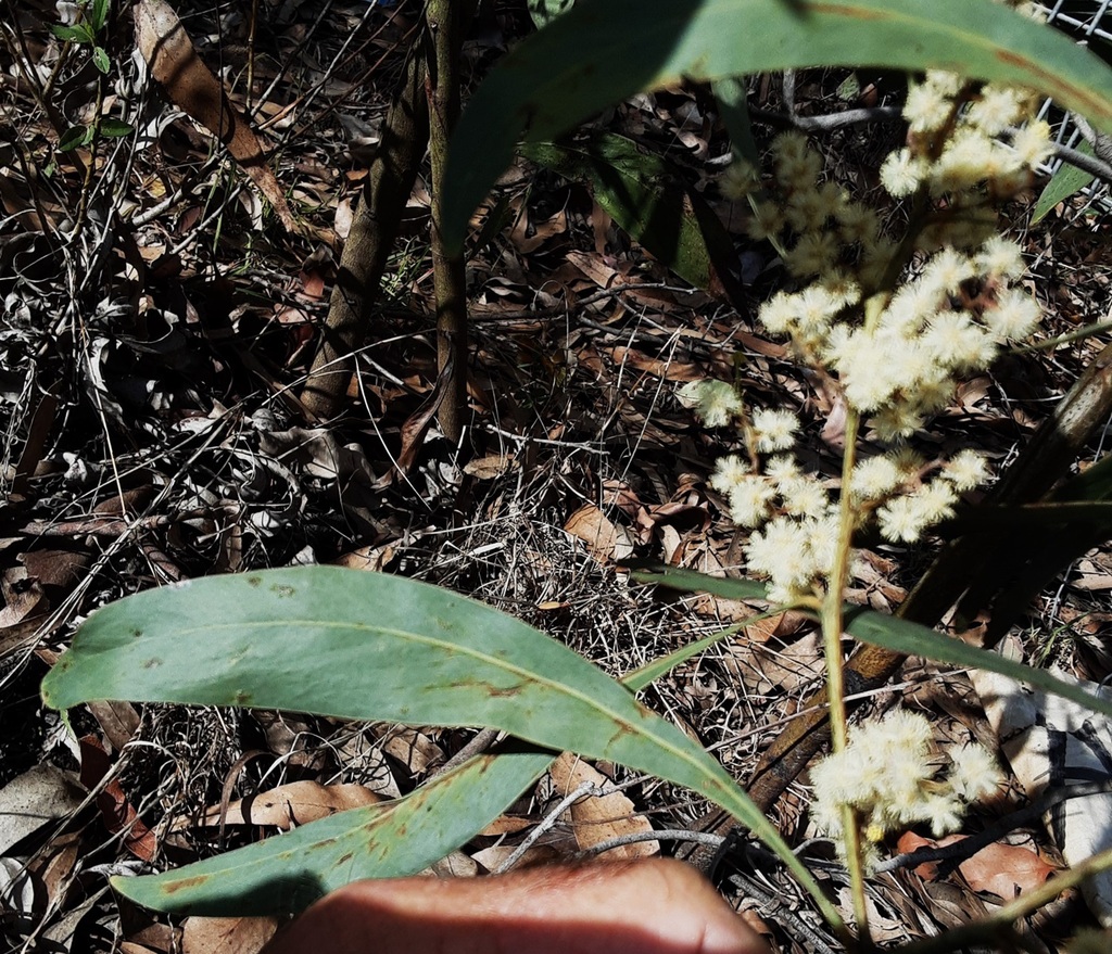 sickle wattle from Nowra - Bomaderry NSW, Australia on May 19, 2024 at ...