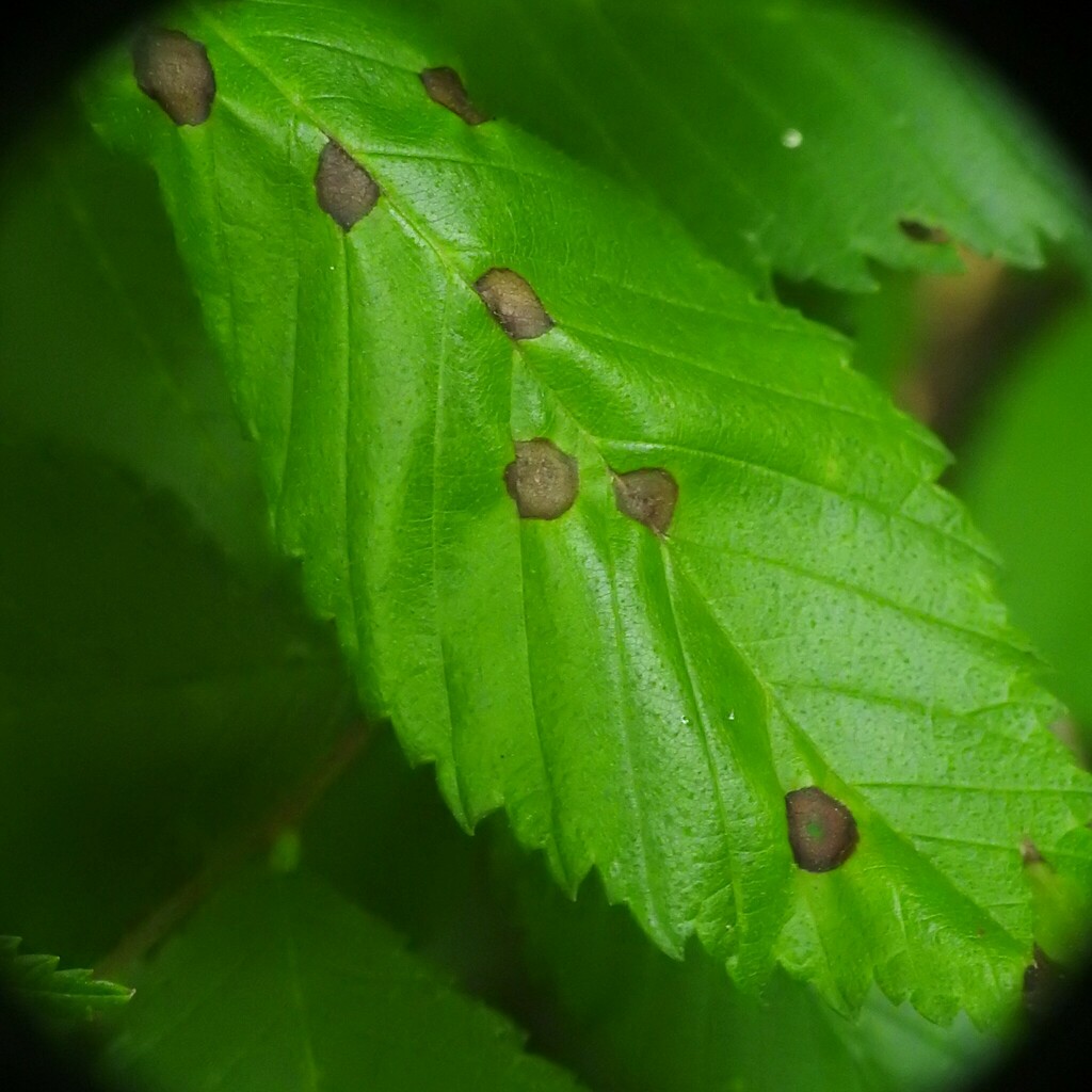 Grovesinia moricola in May 2024 by Donna J. Parry. On what I think was ...