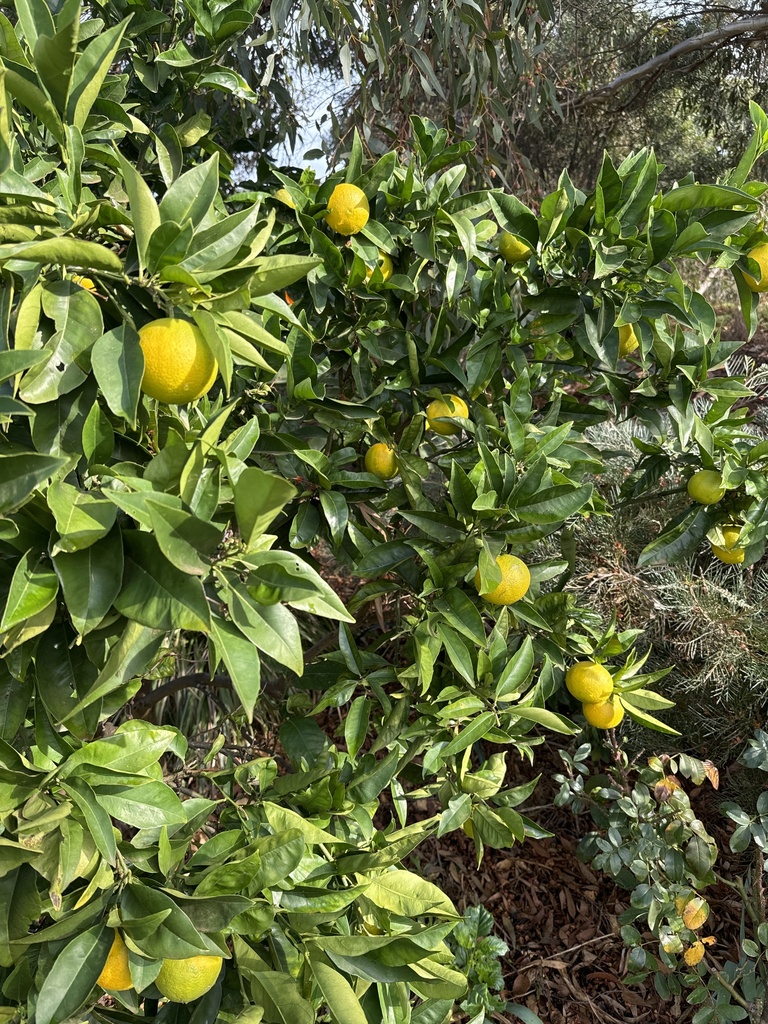 Lemon from Tom Cullity Drive, Cowaramup, WA, AU on May 21, 2024 at 10: ...