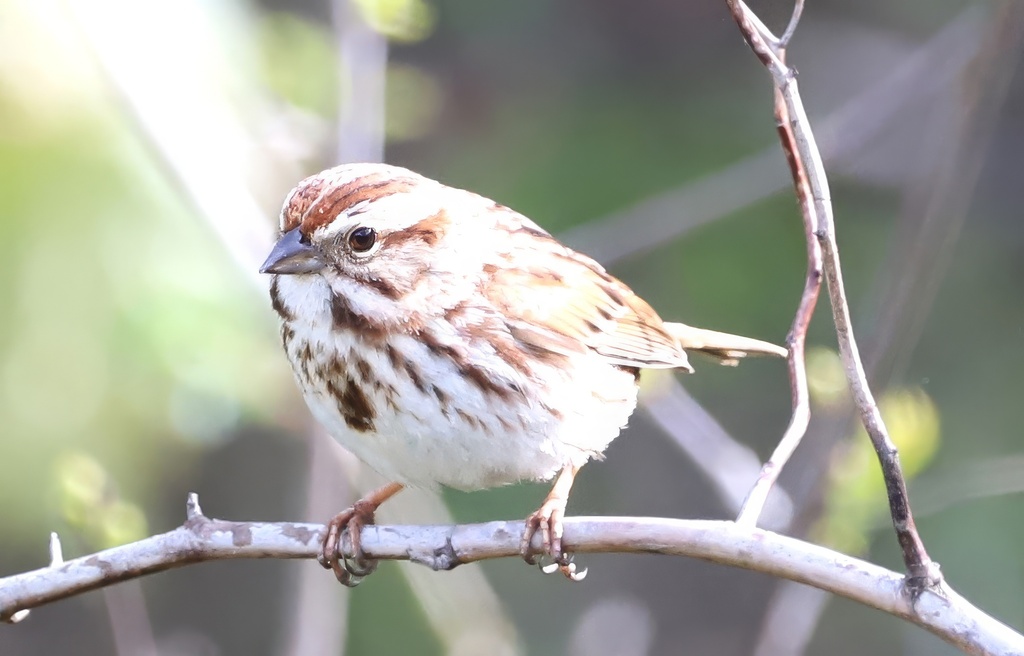 Song Sparrow from Second Woods Park, St. Catharines, ON, Canada on May ...