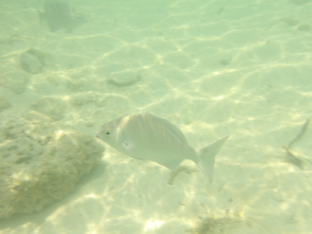 Bermuda Chub from Berry Islands, The Bahamas on May 13, 2024 at 01:23 ...