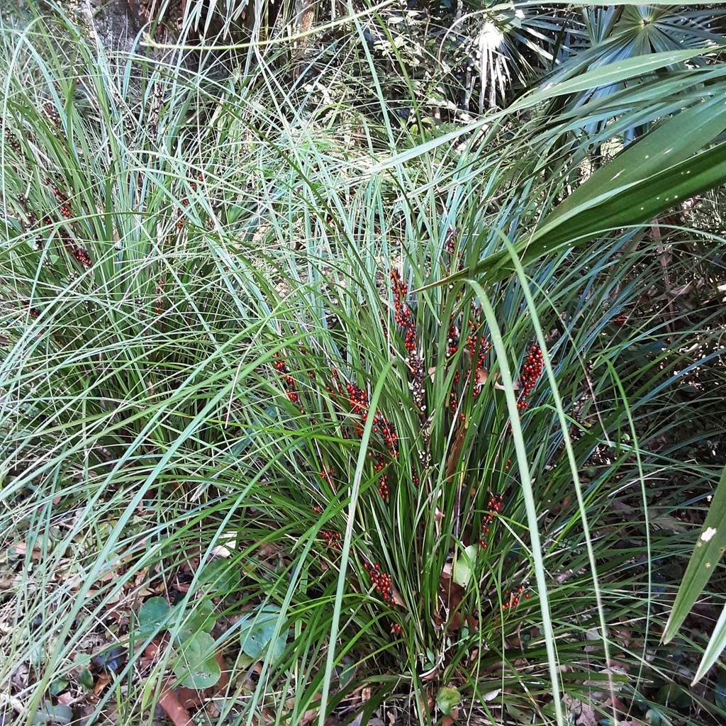 Red-berried Saw-sedge from Cataract NSW 2560, Australia on May 20, 2024 ...