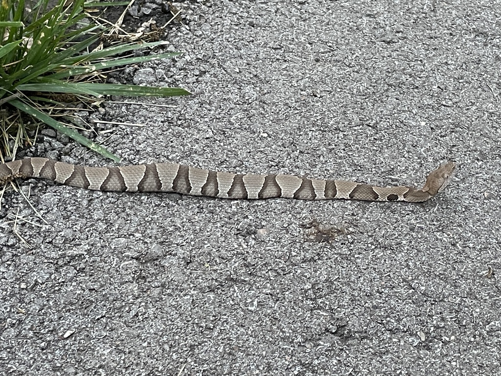Eastern Copperhead from Cedar Niles Park, Olathe, KS, US on May 20 ...