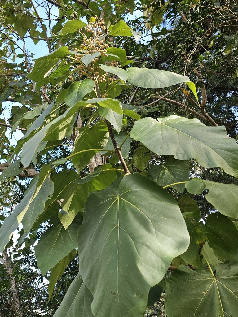 princess tree from D'Aguilar QLD 4514, Australia on May 21, 2024 at 12: ...