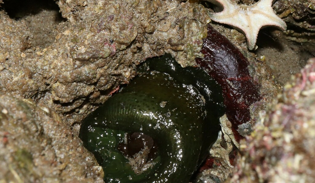 Green snakelock anemone from Port Macquarie NSW 2444, Australia on May ...