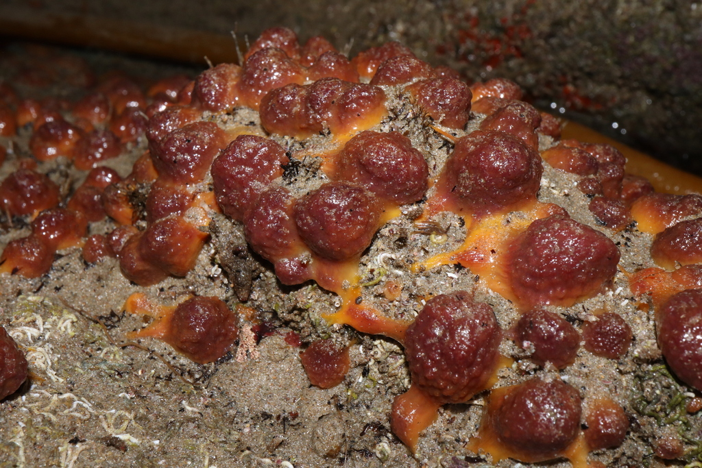 Puffball Sponges from Port Macquarie NSW 2444, Australia on May 16 ...