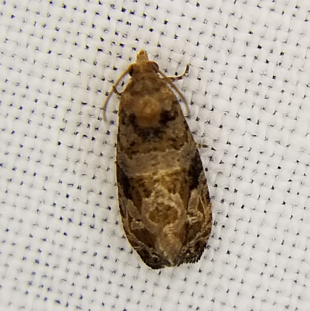Grape Berry Moth in May 2024 by Mary Spolyar · iNaturalist