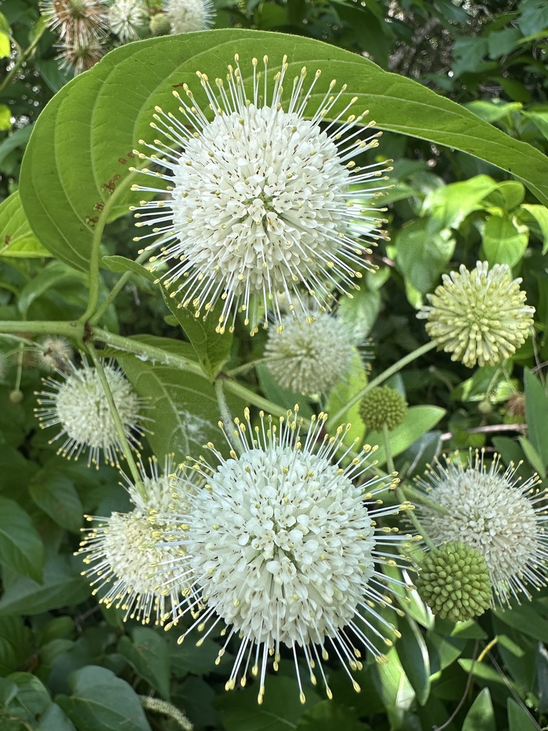 buttonbush from Casselberry, FL, US on May 20, 2024 at 04:43 PM by ...