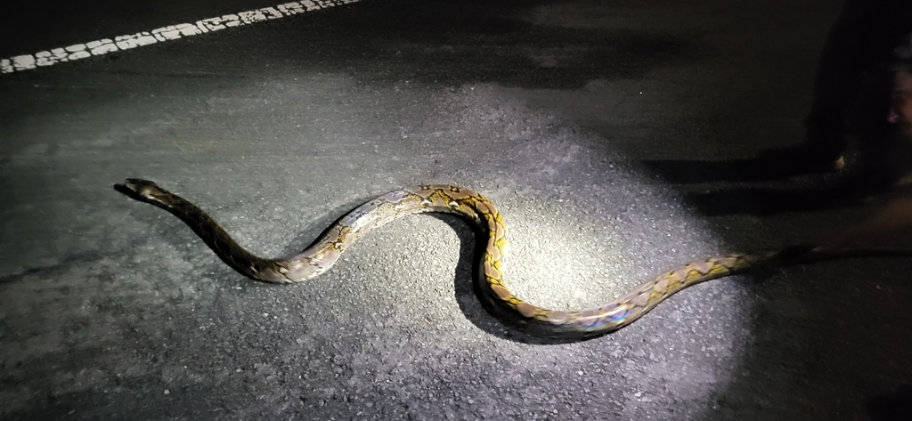 Reticulated Python in January 2024 by J.M.Elden · iNaturalist
