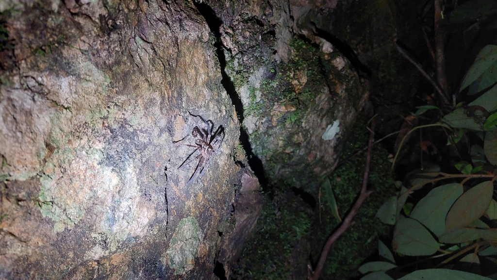 Giant Huntsman Spiders from Montville QLD 4560, Australia on April 9 ...