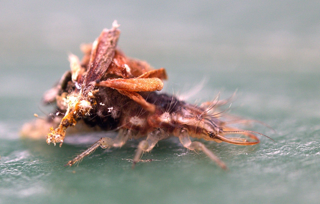 Mallada basalis from Ruawai, New Zealand on May 14, 2023 at 09:37 AM by ...