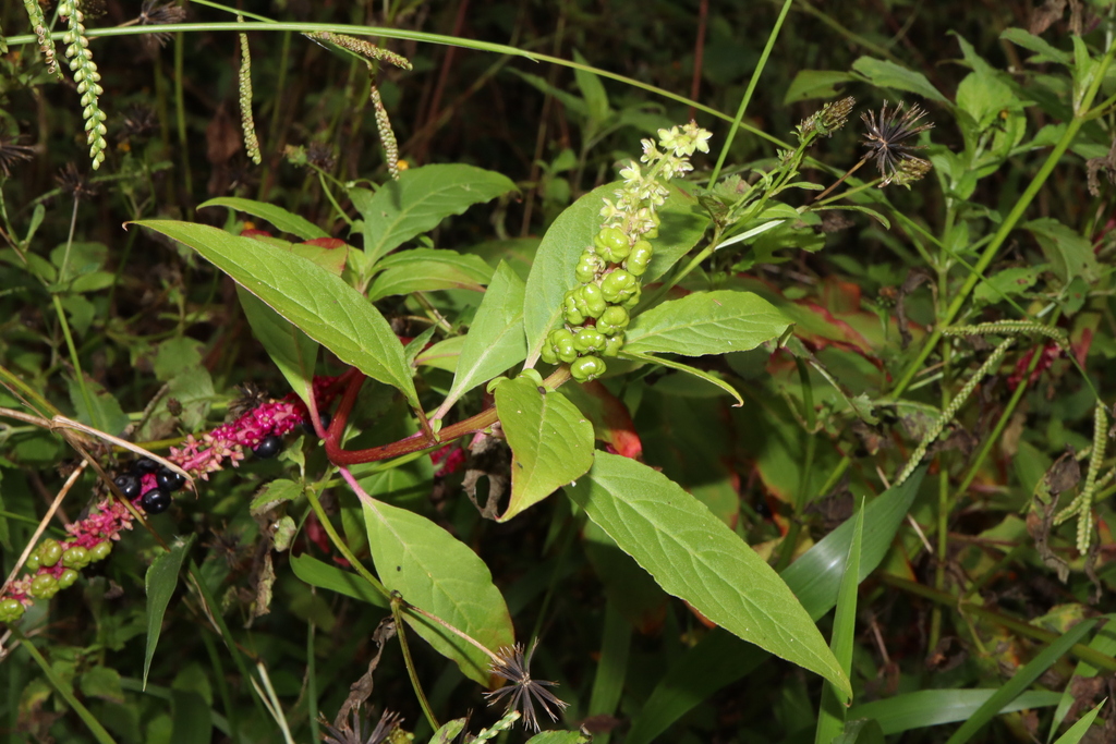 Inkweed from Middle Brother NSW 2443, Australia on May 18, 2024 at 10: ...