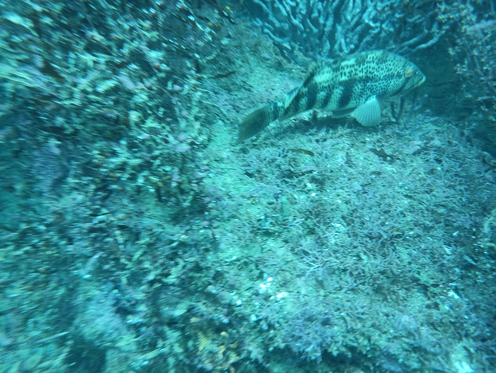 Spotted Sand Bass from Hermosillo, MX-SO, MX on May 19, 2024 at 11:43 ...