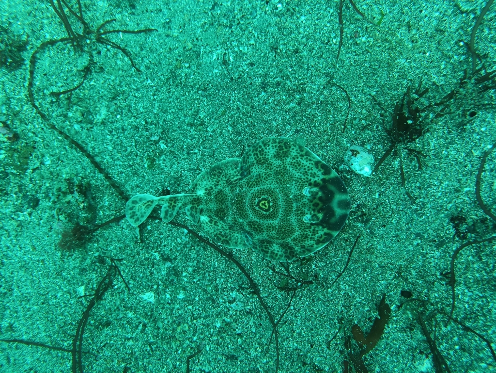 Bullseye Electric Ray in May 2024 by ilegal662 · iNaturalist