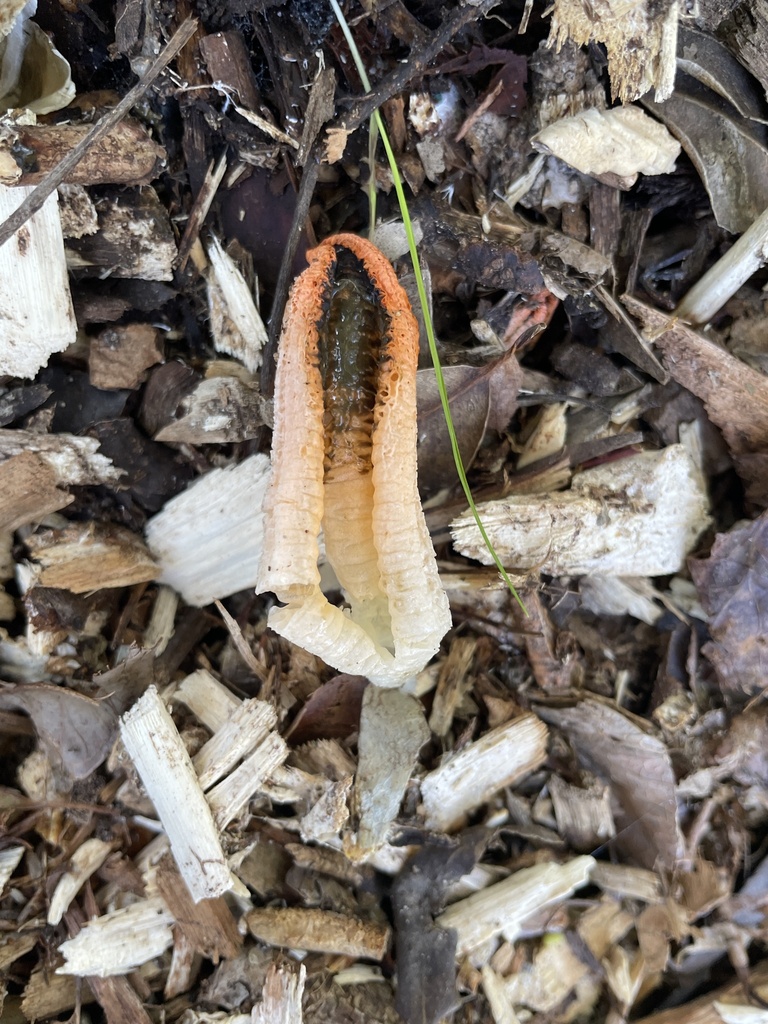 stinky squid from Sydney Park, Alexandria, NSW, AU on May 21, 2024 at ...