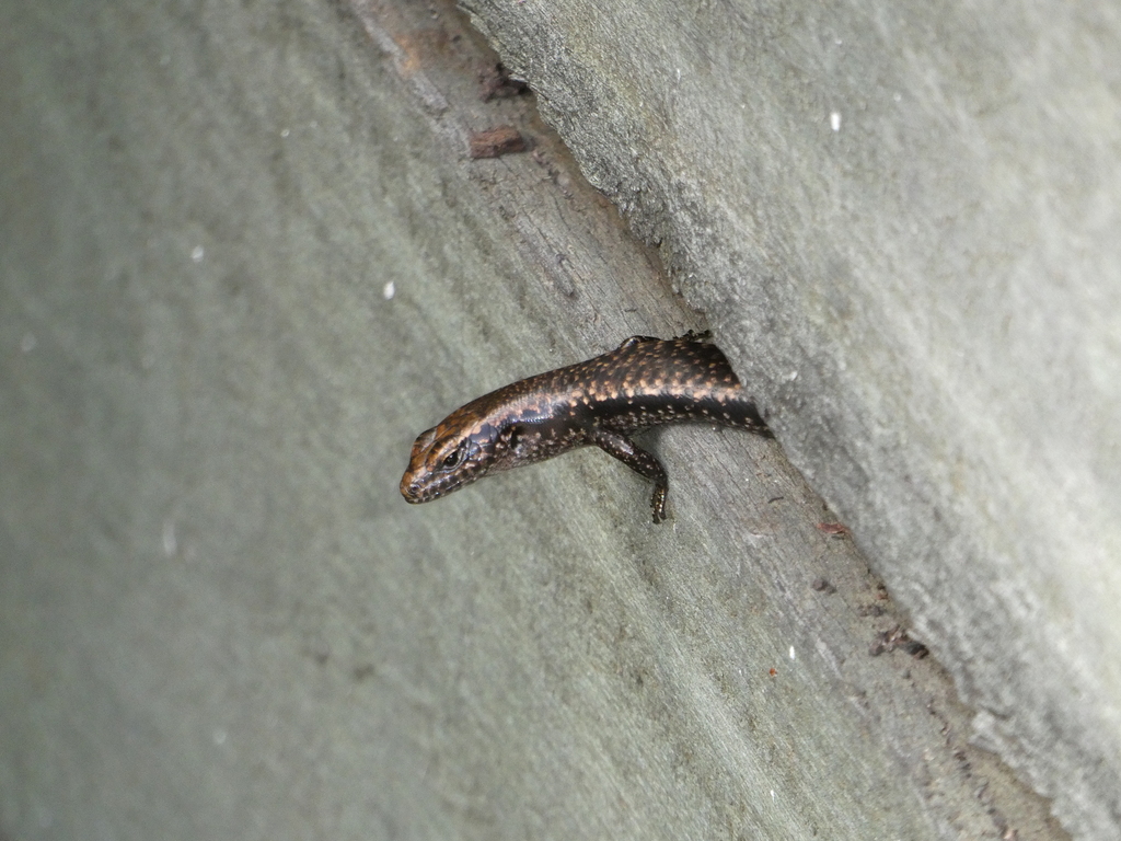 Dark Bar-sided Skink from Brisbane QLD, Australia on May 10, 2024 at 01 ...