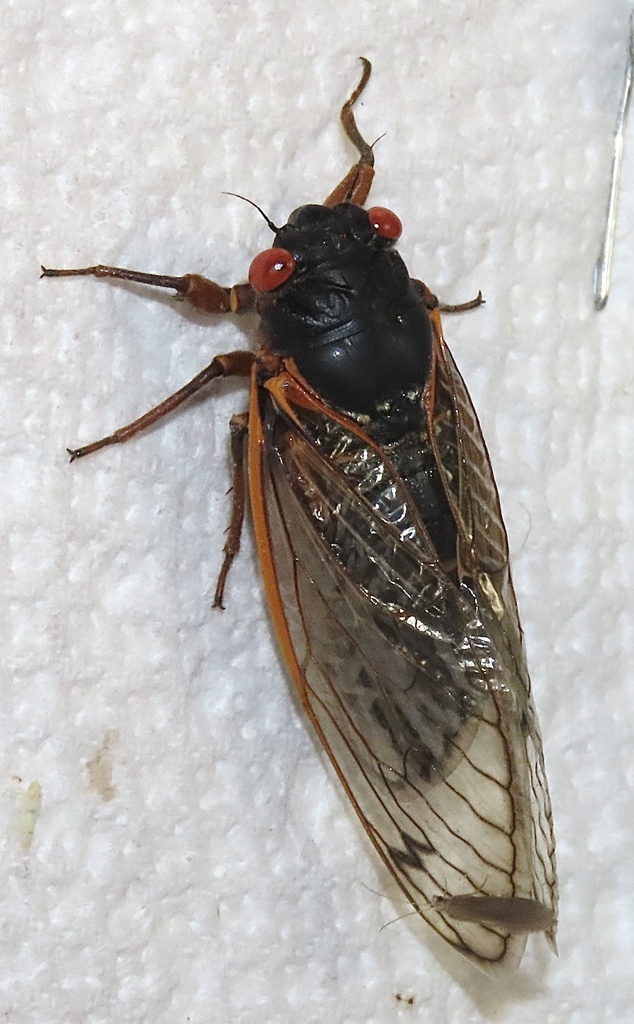 Decim Periodical Cicadas from SSR-RA, Houston, MO, US on May 20, 2024 ...