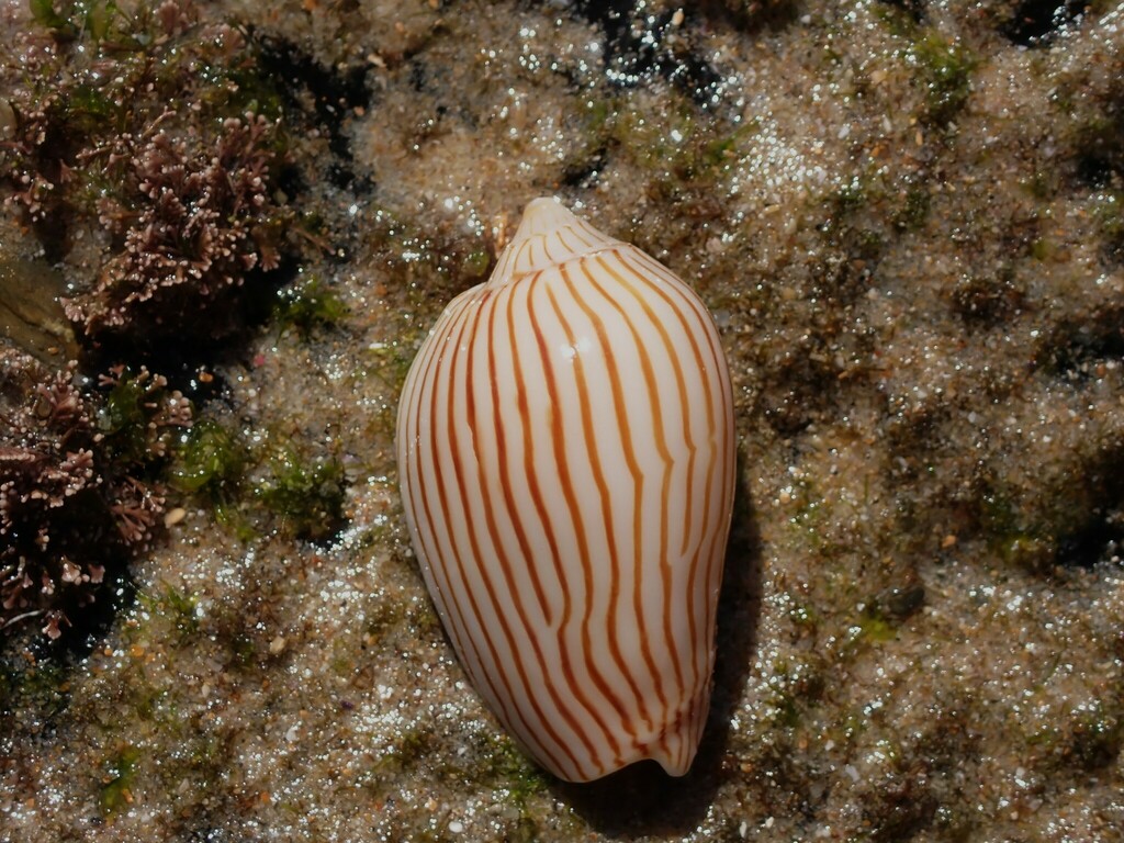 Zebra Volute from Bundagen NSW 2454, Australia on May 21, 2024 at 11:32 ...
