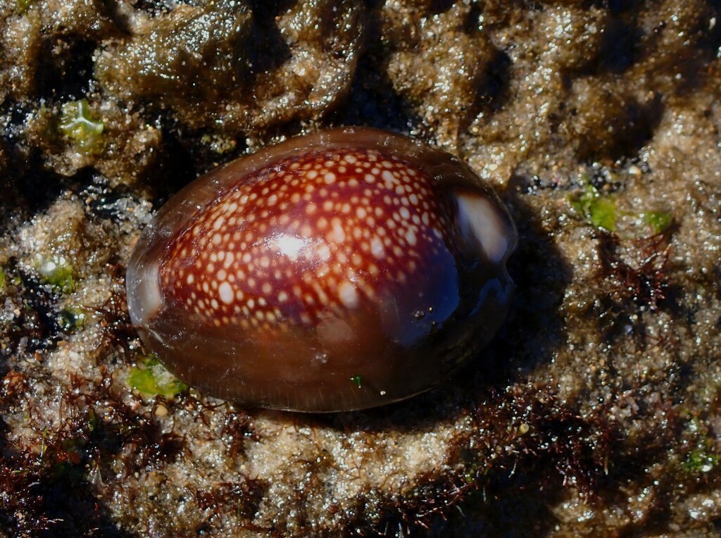 Snakehead Cowrie from Bundagen NSW 2454, Australia on May 21, 2024 at ...