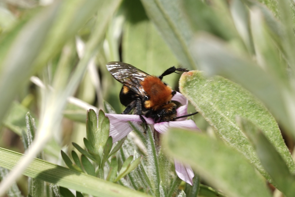 Melecta in May 2024 by Michael Stein. Observed pollinating *Phlox ...