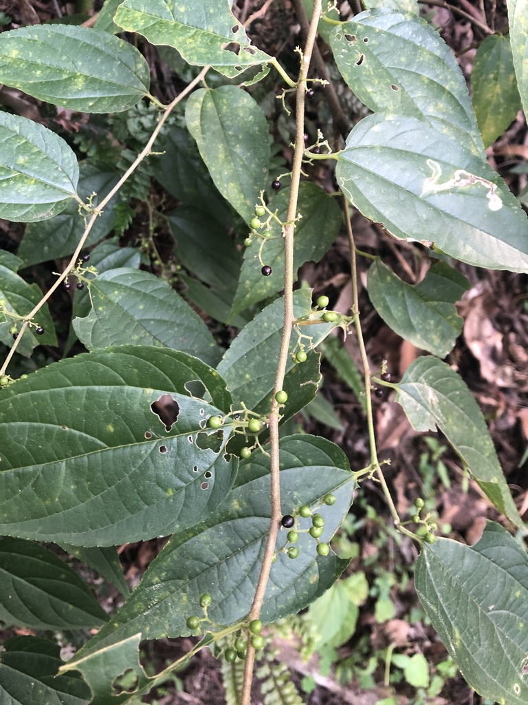 Nettle Tree from Springbrook National Park, Springbrook, QLD, AU on May ...