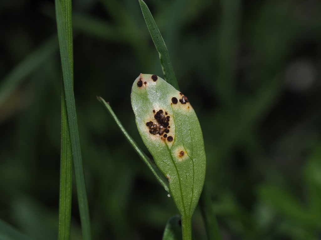 rust fungi from Glenn County, Mendocino National Forest, US-CA, US on ...