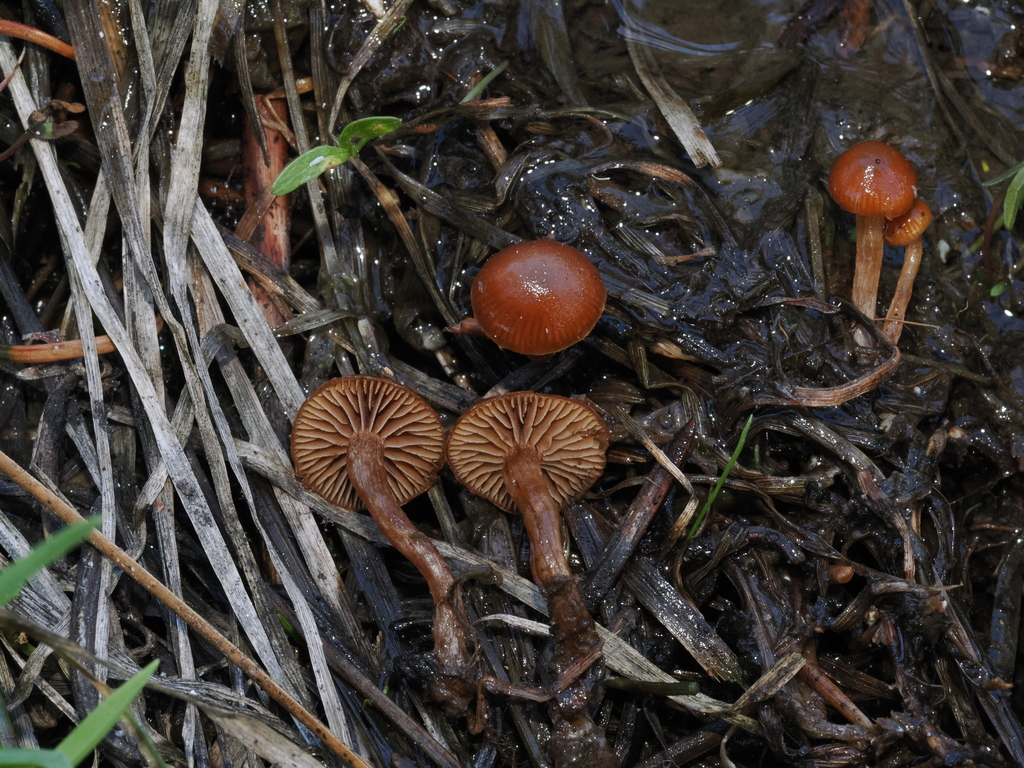 Deconica caespitosa from Glenn County, Mendocino National Forest, US-CA ...